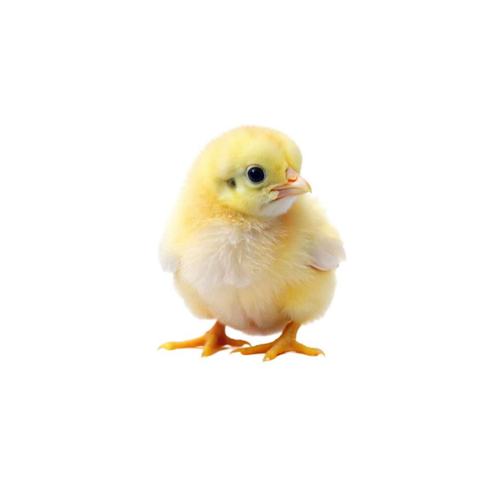 Home - Seaside Paper Products